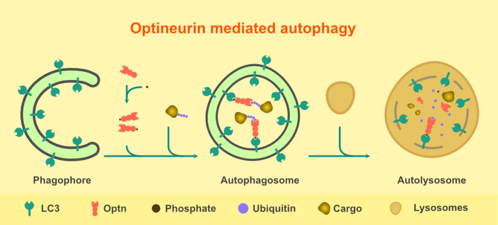 d157mOptn: An isoform of mouse optineurin - Sharebiology