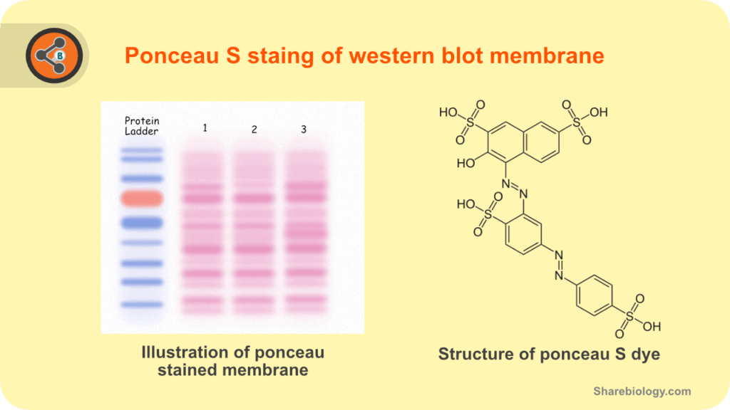 Ponceau S staining (preparation and protocol) - Sharebiology