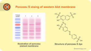 Ponceau S staining (preparation and protocol) - Sharebiology