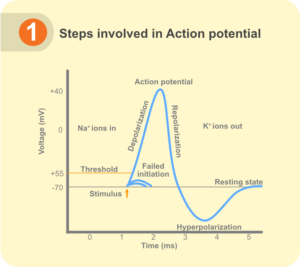 Effect of Potassium Ion Channels on Hearing - Sharebiology
