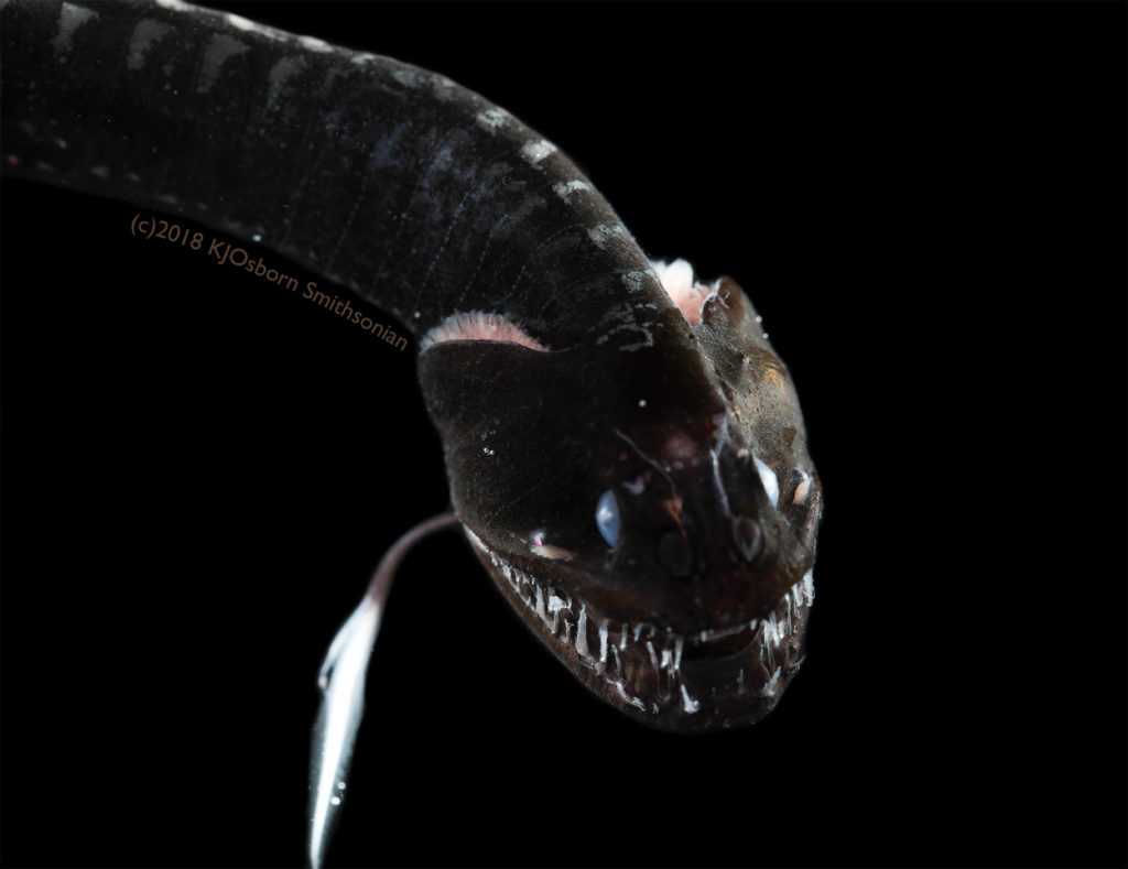 The ultra-black-skin of deep-sea fish acts as an invisible cloak by ...