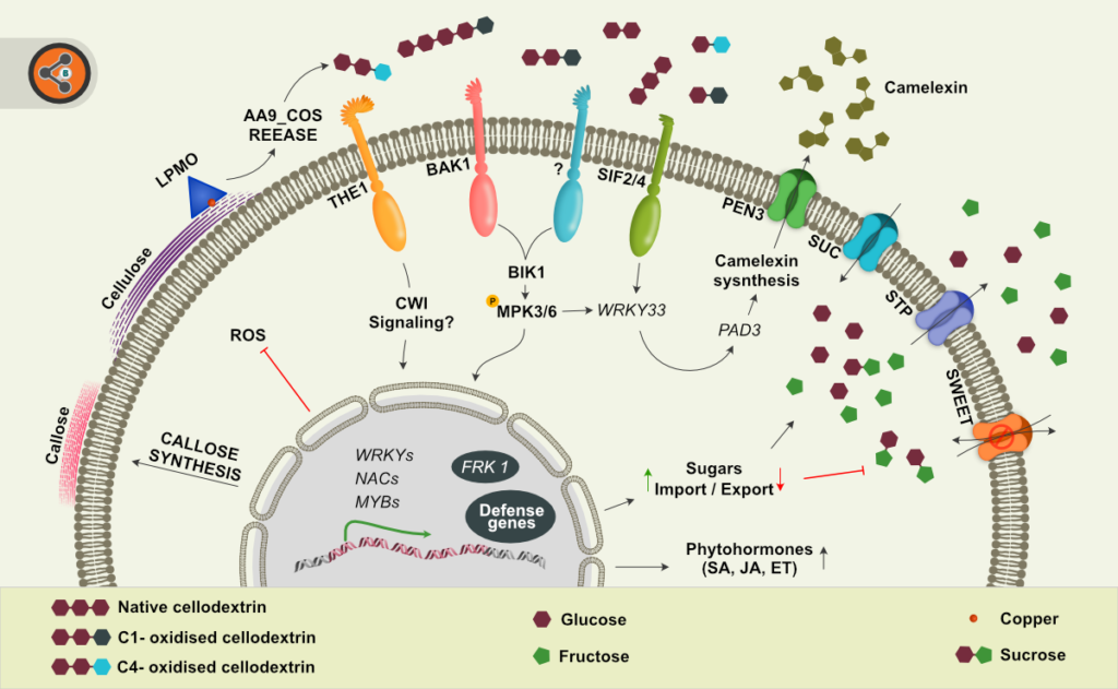 LPMO-derived oligosaccharides act as powerful elicitors of plant ...