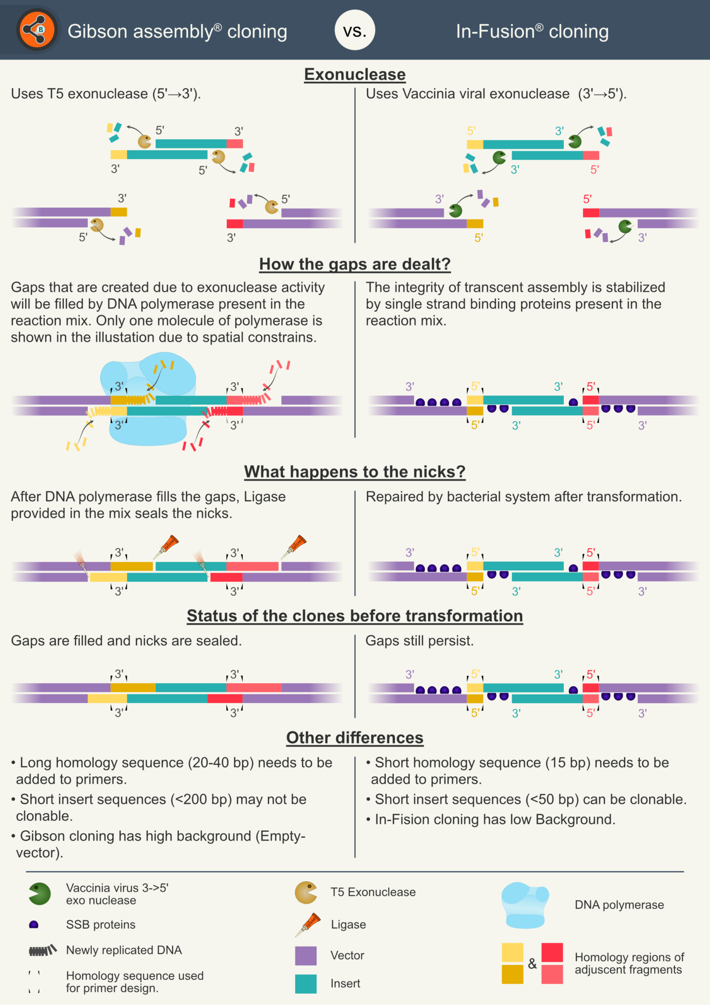 Gibson assembly vs. In-Fusion cloning - Sharebiology