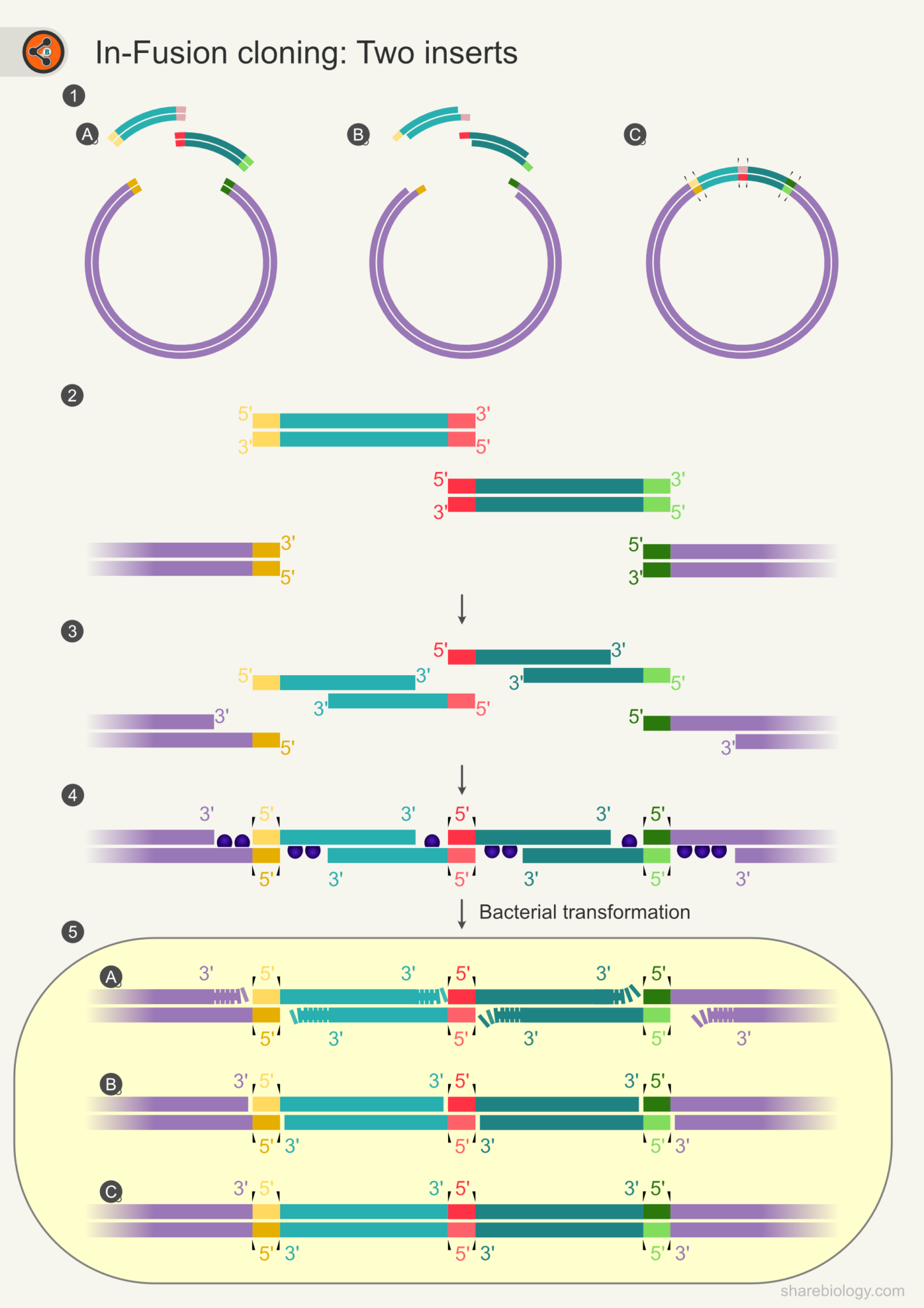 In-Fusion Cloning - Sharebiology
