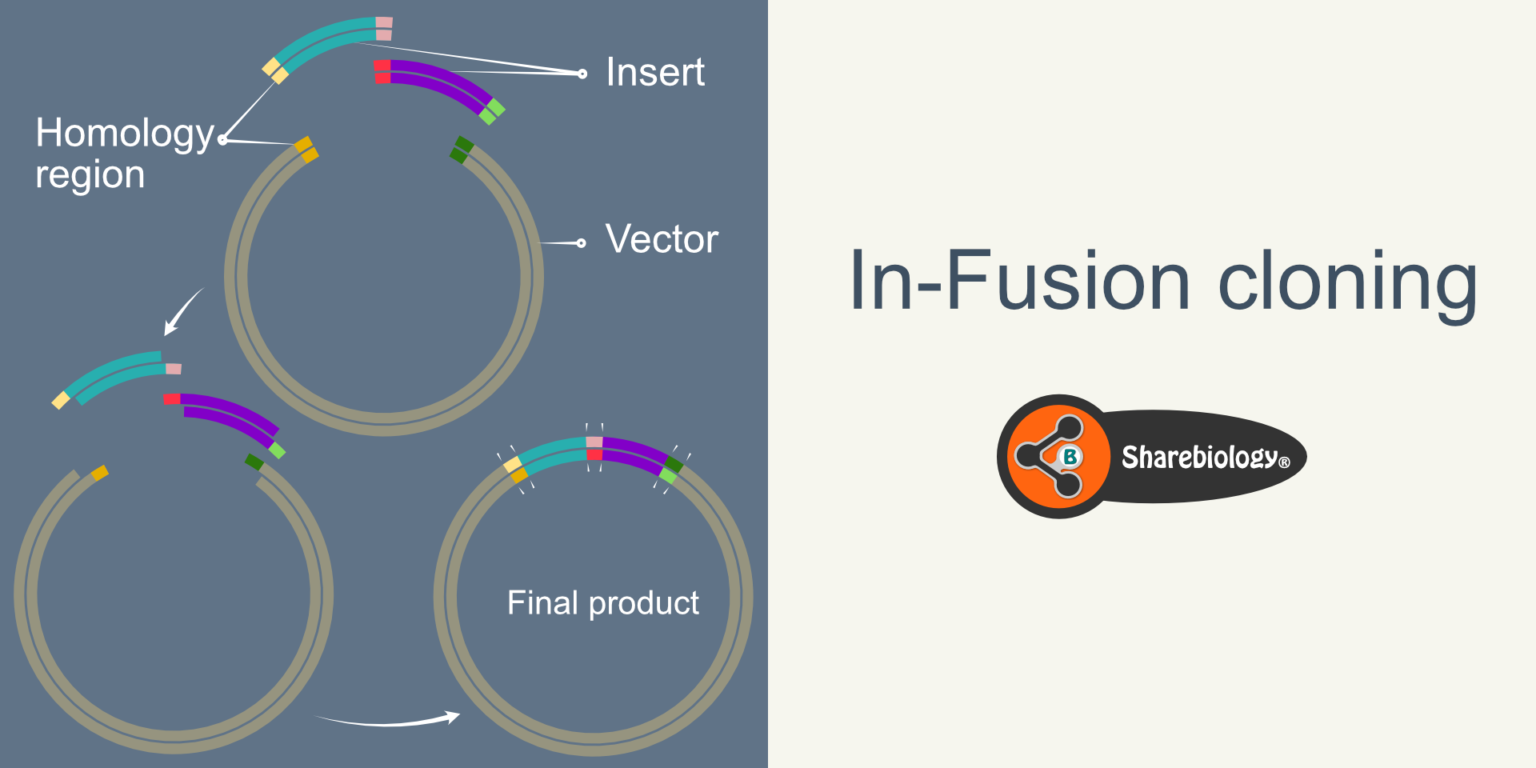 In-Fusion Cloning - Sharebiology